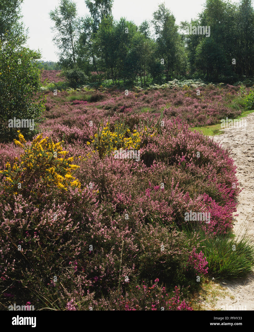 Erica sp., flowering Heather growing along sandy path, elevated view ...
