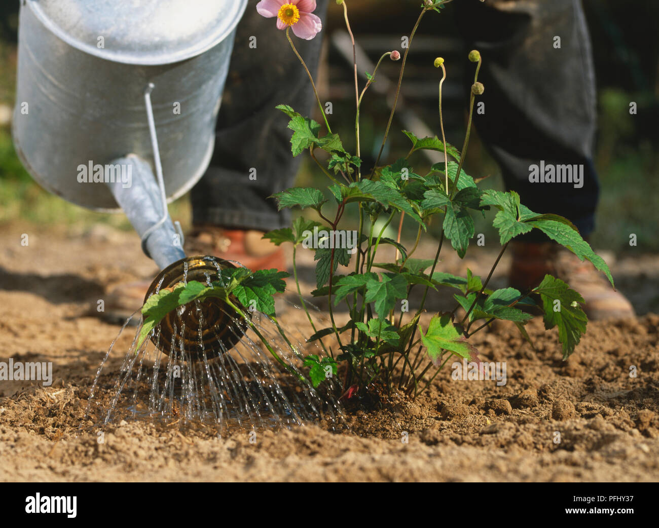 Water being sprinkled from a watering can onto the soil around a ...
