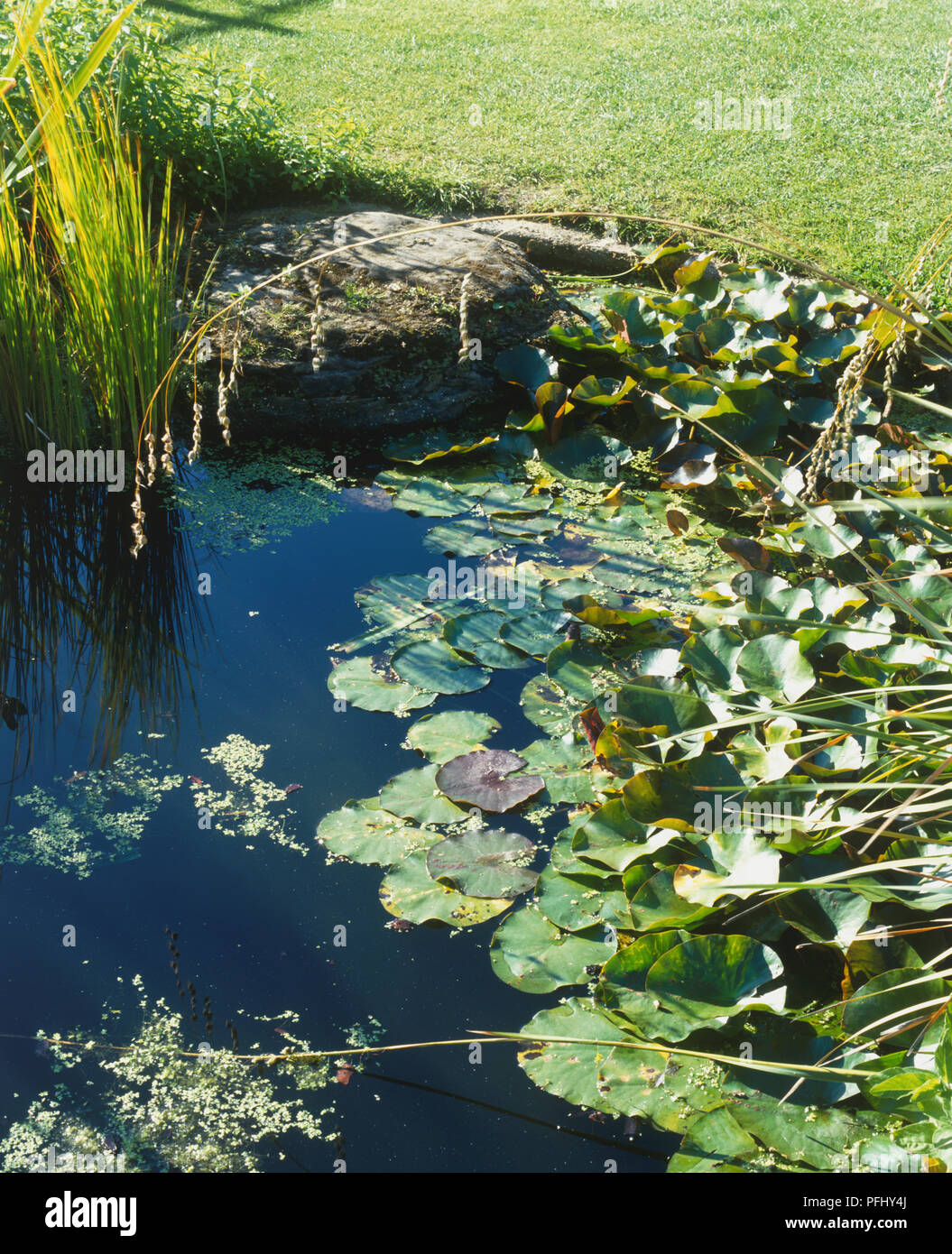 Edge of garden pond, front view Stock Photo - Alamy