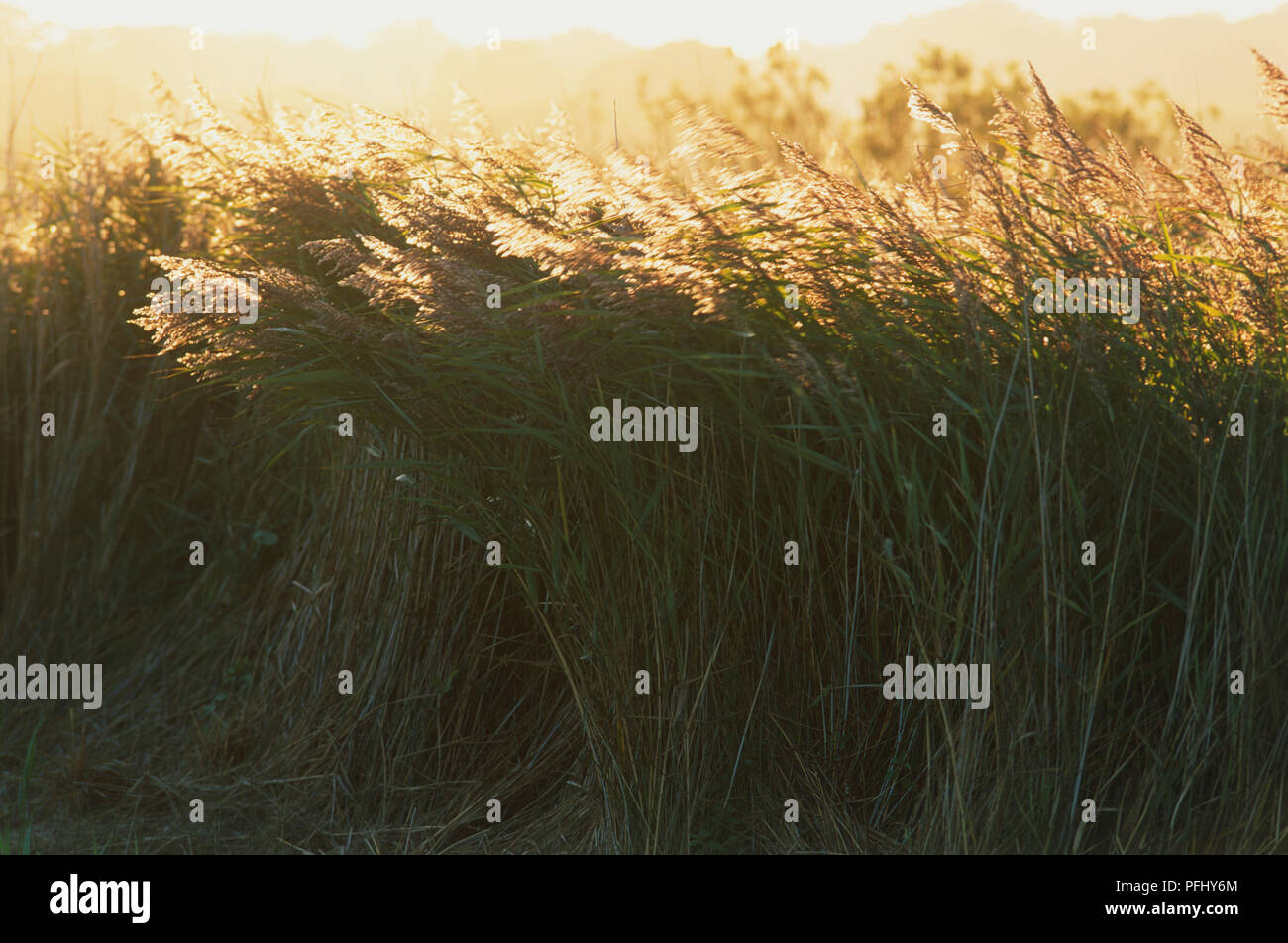 Hay field, front view Stock Photo - Alamy