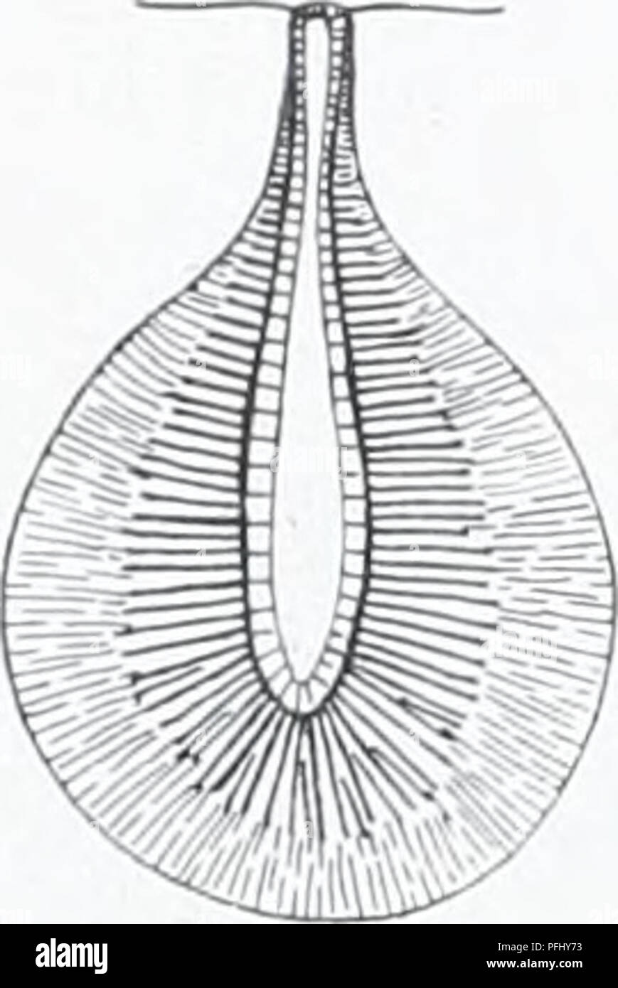 Male gonads hi-res stock photography and images - Alamy