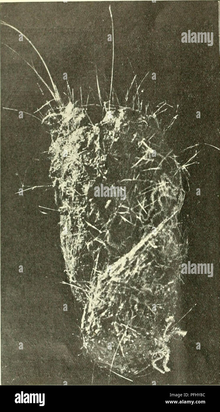 Pheronema carpenteri hi-res stock photography and images - Alamy