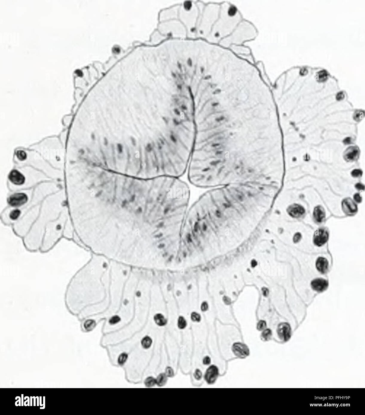 Endoderm High Resolution Stock Photography and Images - Alamy