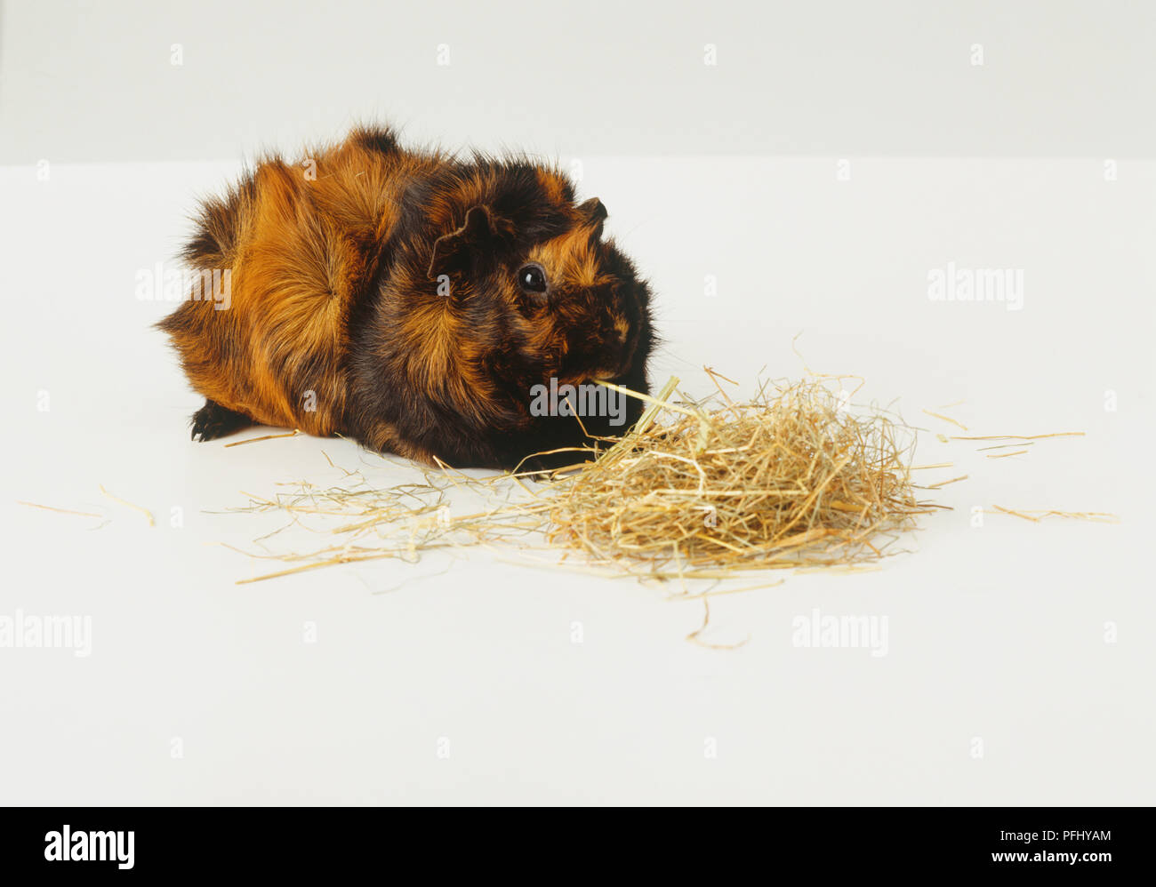 Cavia porcellus, Domestic Guinea Pig eating straw Stock Photo - Alamy