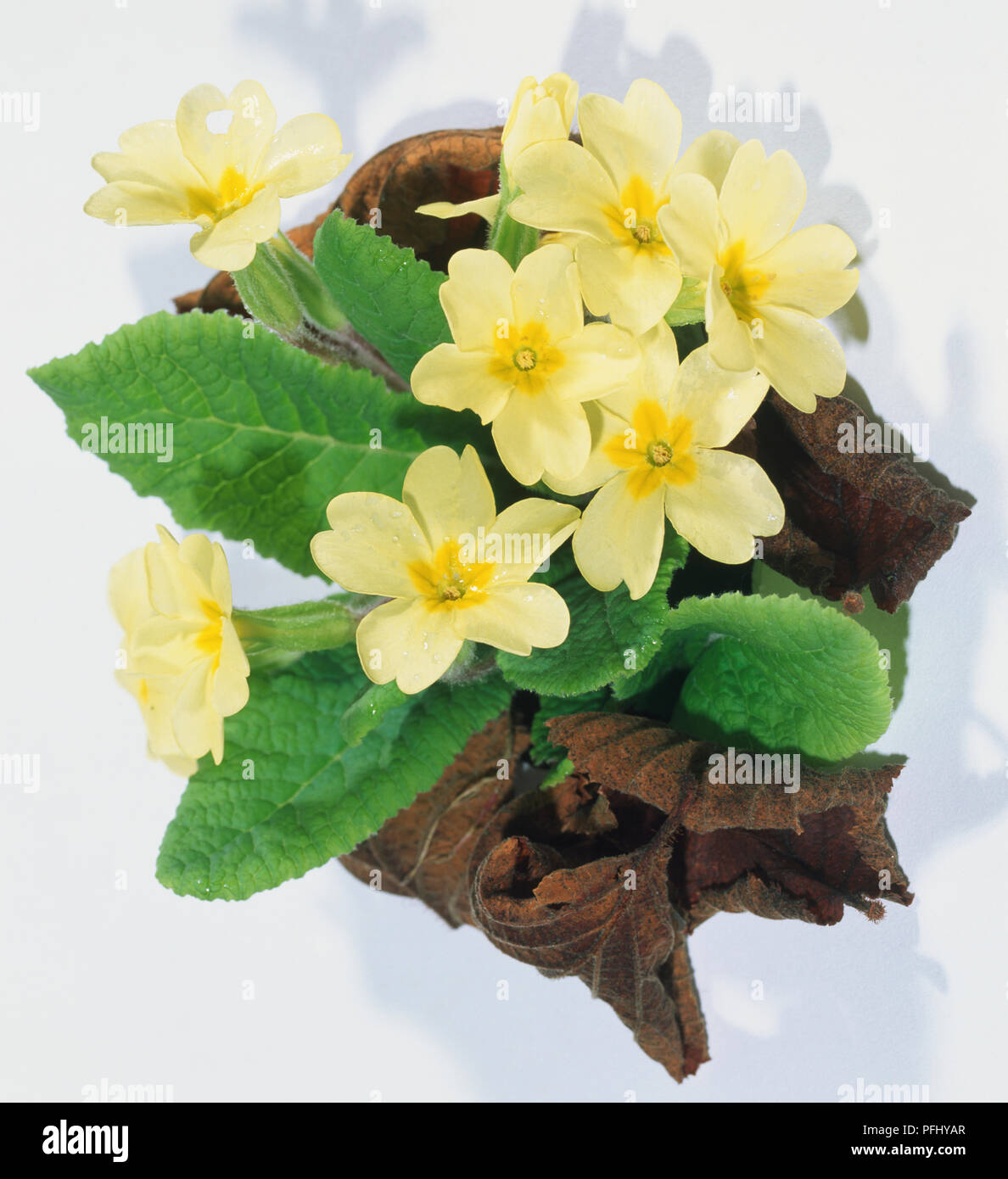 Primula vulgaris, yellow Primrose flowers, close up Stock Photo - Alamy