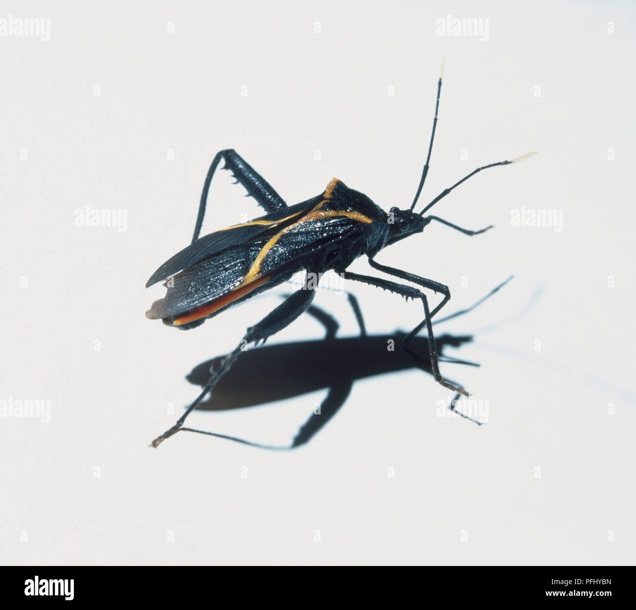 Reduviidae hi-res stock photography and images - Alamy