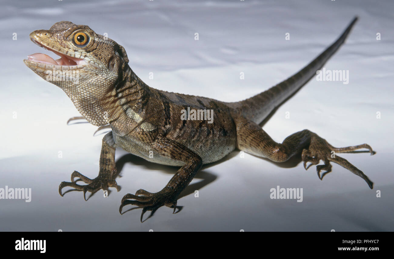 Young basilisk lizard basiliscus basiliscus hi-res stock photography ...