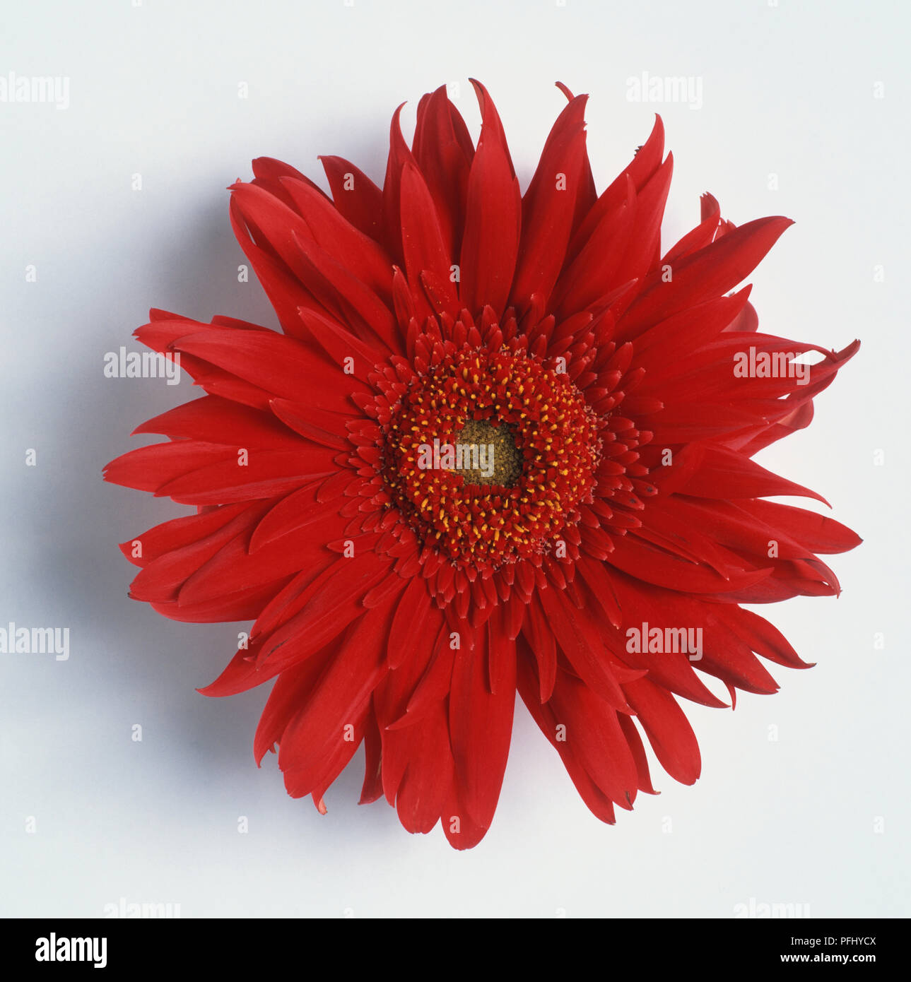 Gerbera gerbera sp hi-res stock photography and images - Alamy