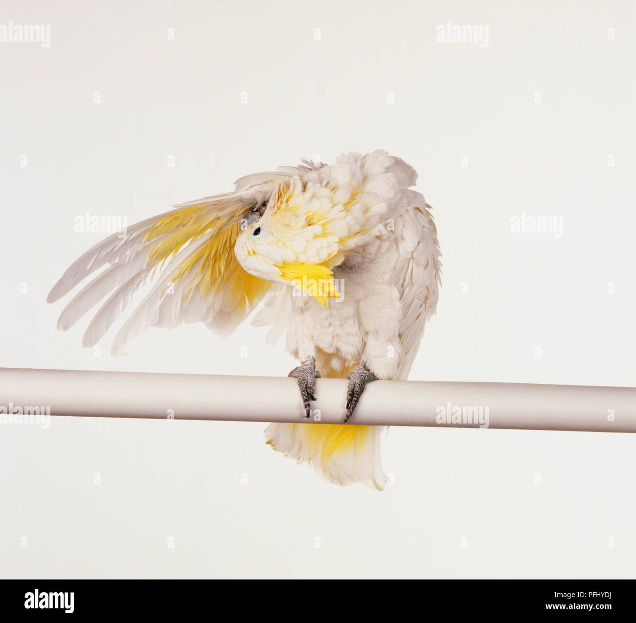 Sulphur-crested Cockatoo, cacatua galerita, white parrot perched on ...