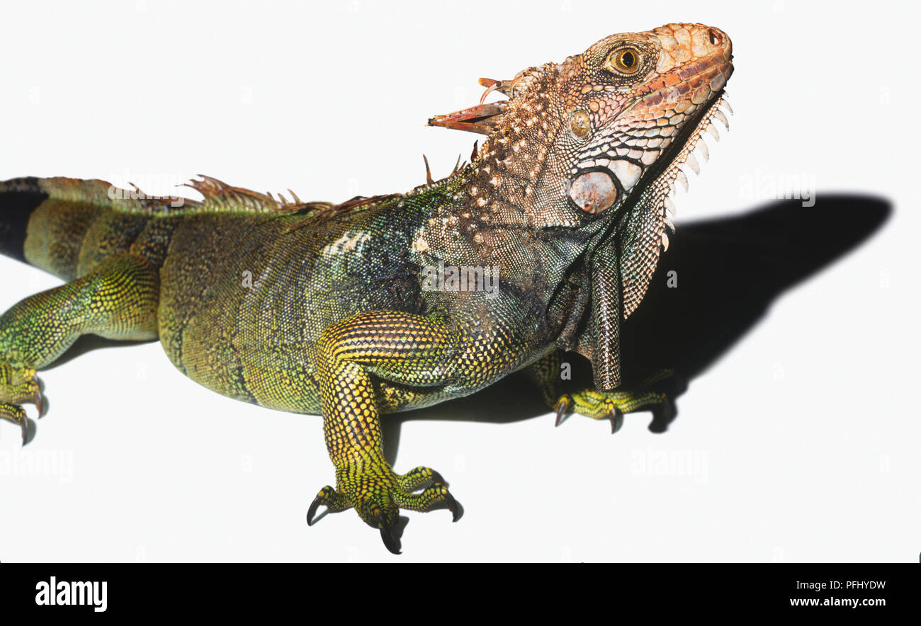 Spiny-tailed Iguana (Ctenosaura similis), close up, side view Stock ...