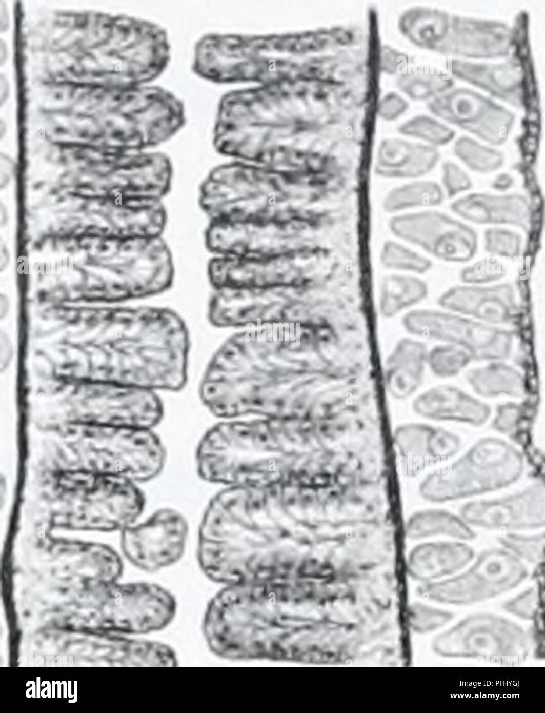 Thelium hi-res stock photography and images - Alamy