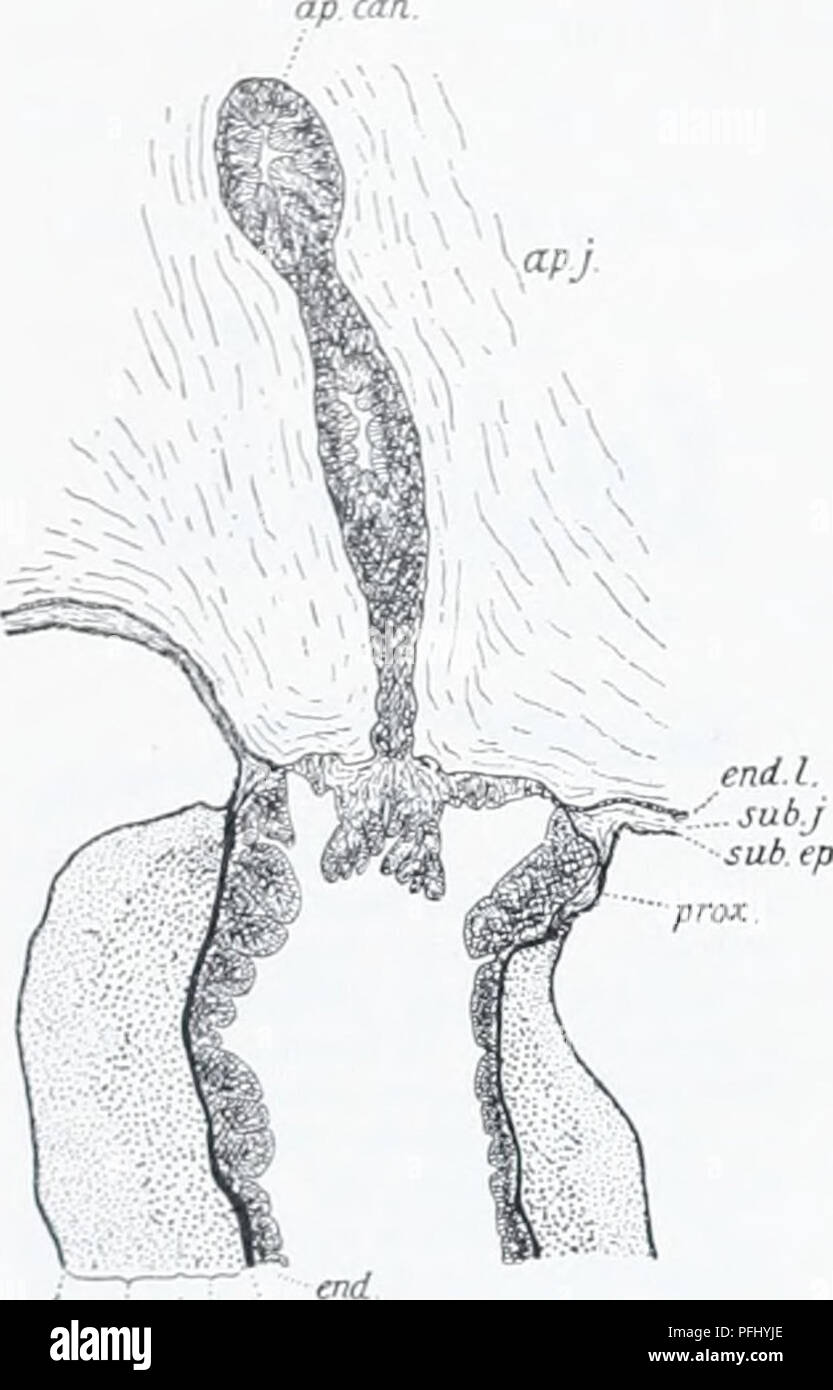 Male gonads hi-res stock photography and images - Alamy