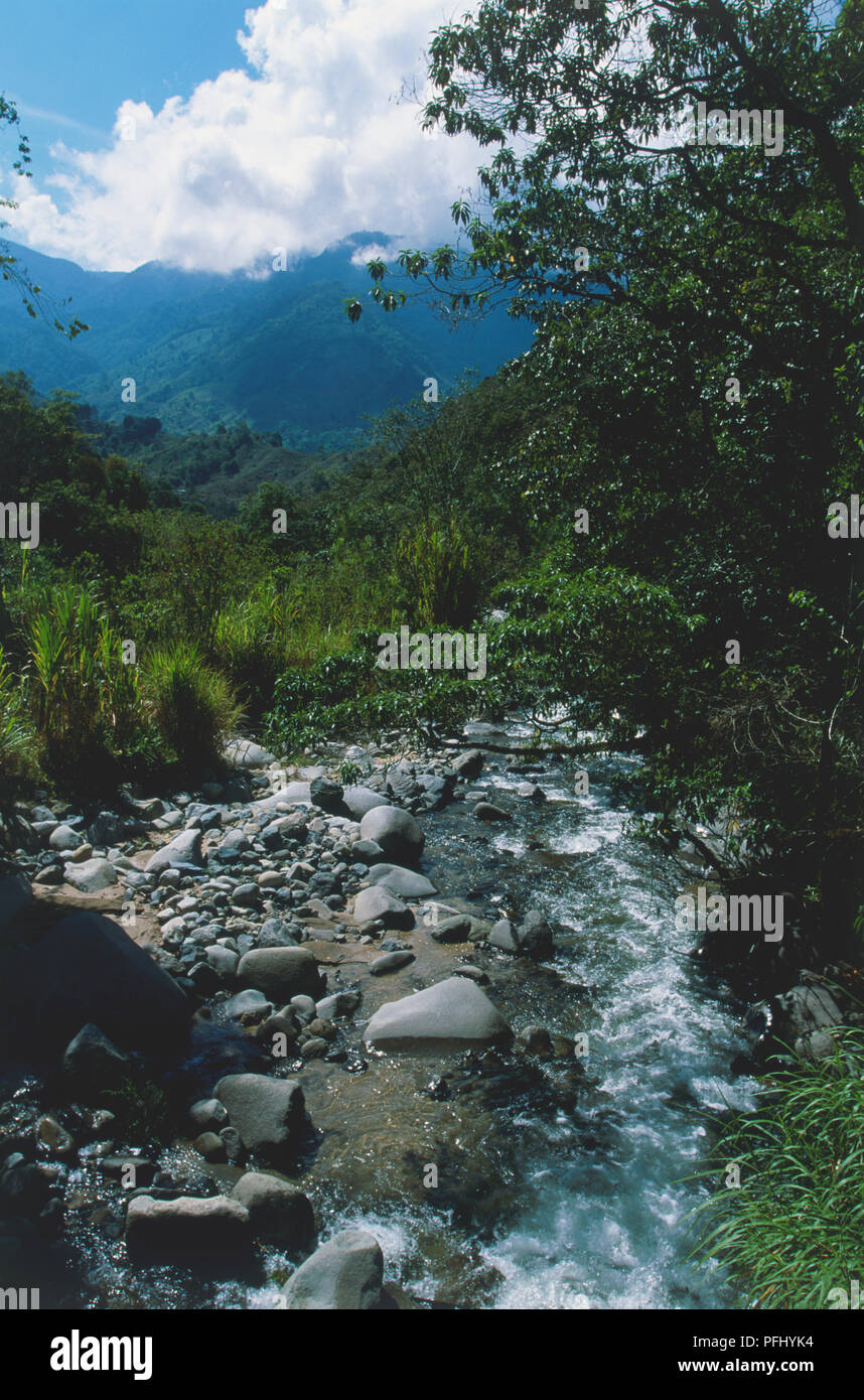 Central America, Costa Rica, Southern Zone, San Gerardo De Rivas, Valle ...