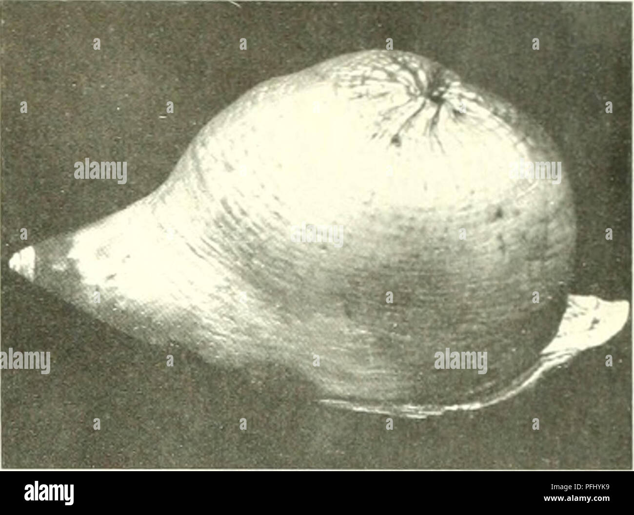 The Danish Ingolf Expedition (1895-1896) was a scientific mission to ...