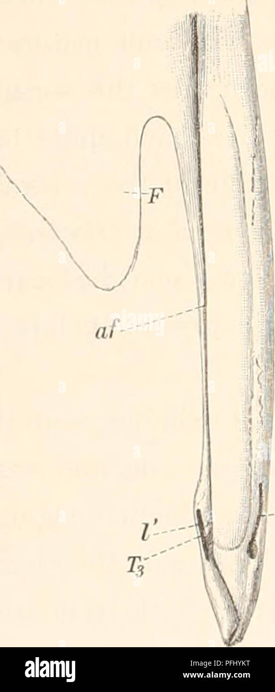 This scientific report from the Danish Ingolf Expedition focuses on the ...