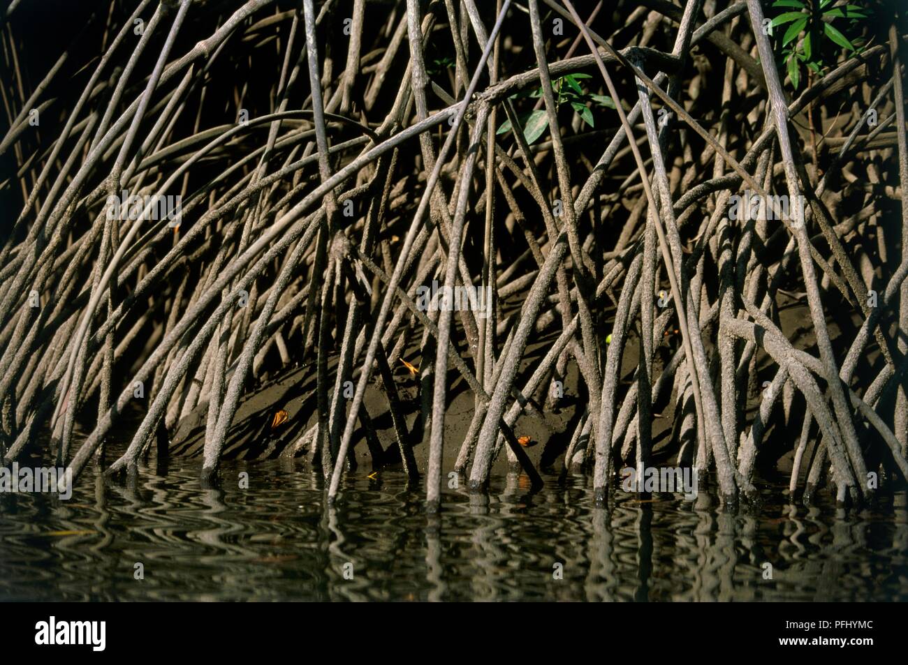 Costa Rica, Humedal Nacional Terraba Sierpe, mangrove roots in nature ...