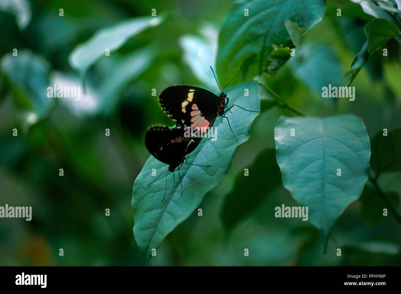 Butterfly crocodile hi-res stock photography and images - Alamy