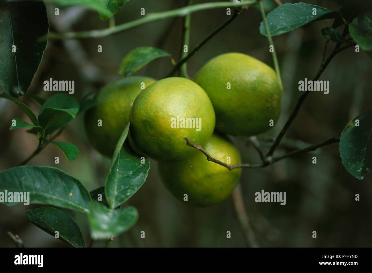 Cluster oranges tree hi-res stock photography and images - Alamy