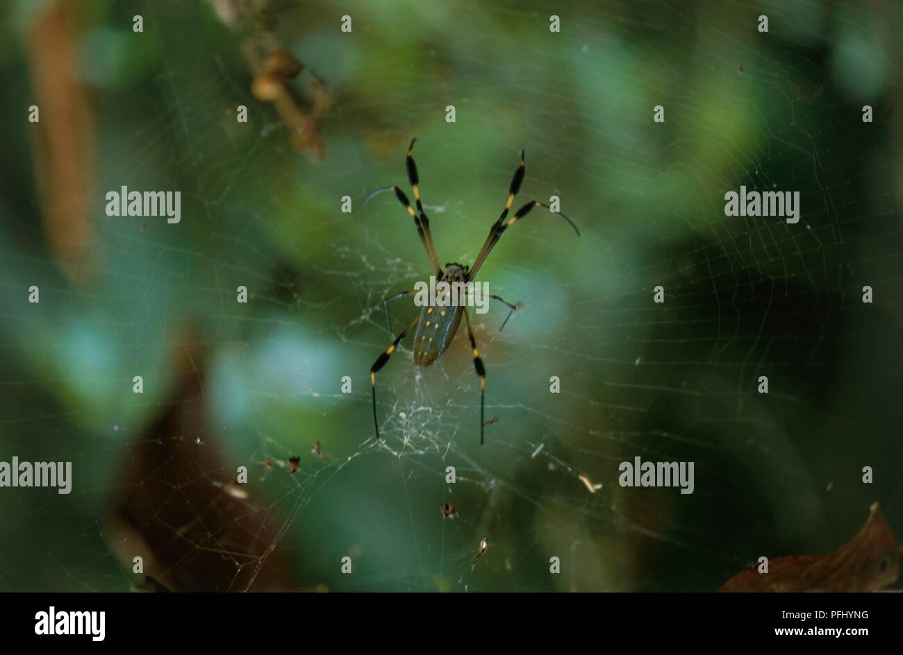 Costa Rica, Parque Nacional Tortuguero (Tortuguero National Park ...