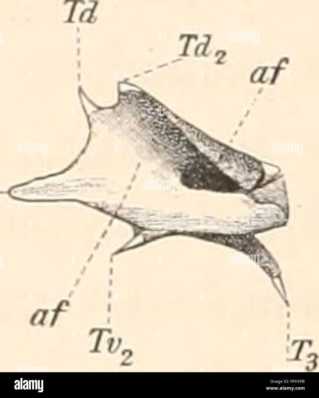 Dermal appendages hi-res stock photography and images - Alamy