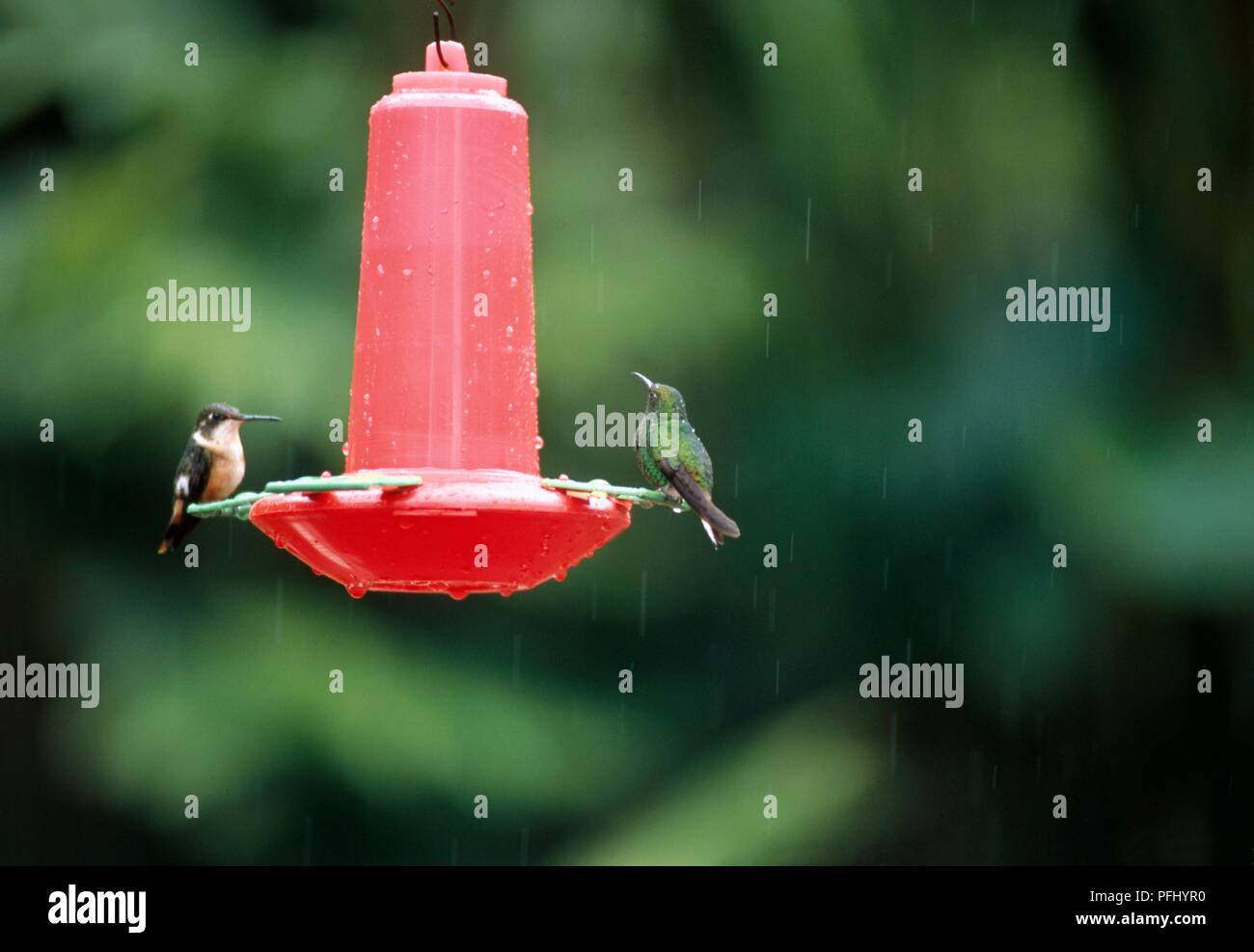 Costa Rica, two hummingbirds perching on feeder in the rain Stock Photo ...