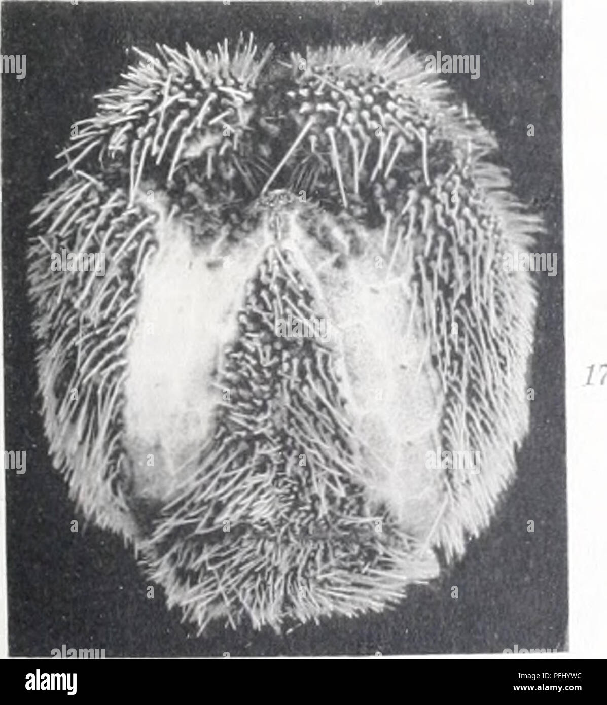 The Danish Ingolf Expedition (1895-1896) documented marine animals in ...