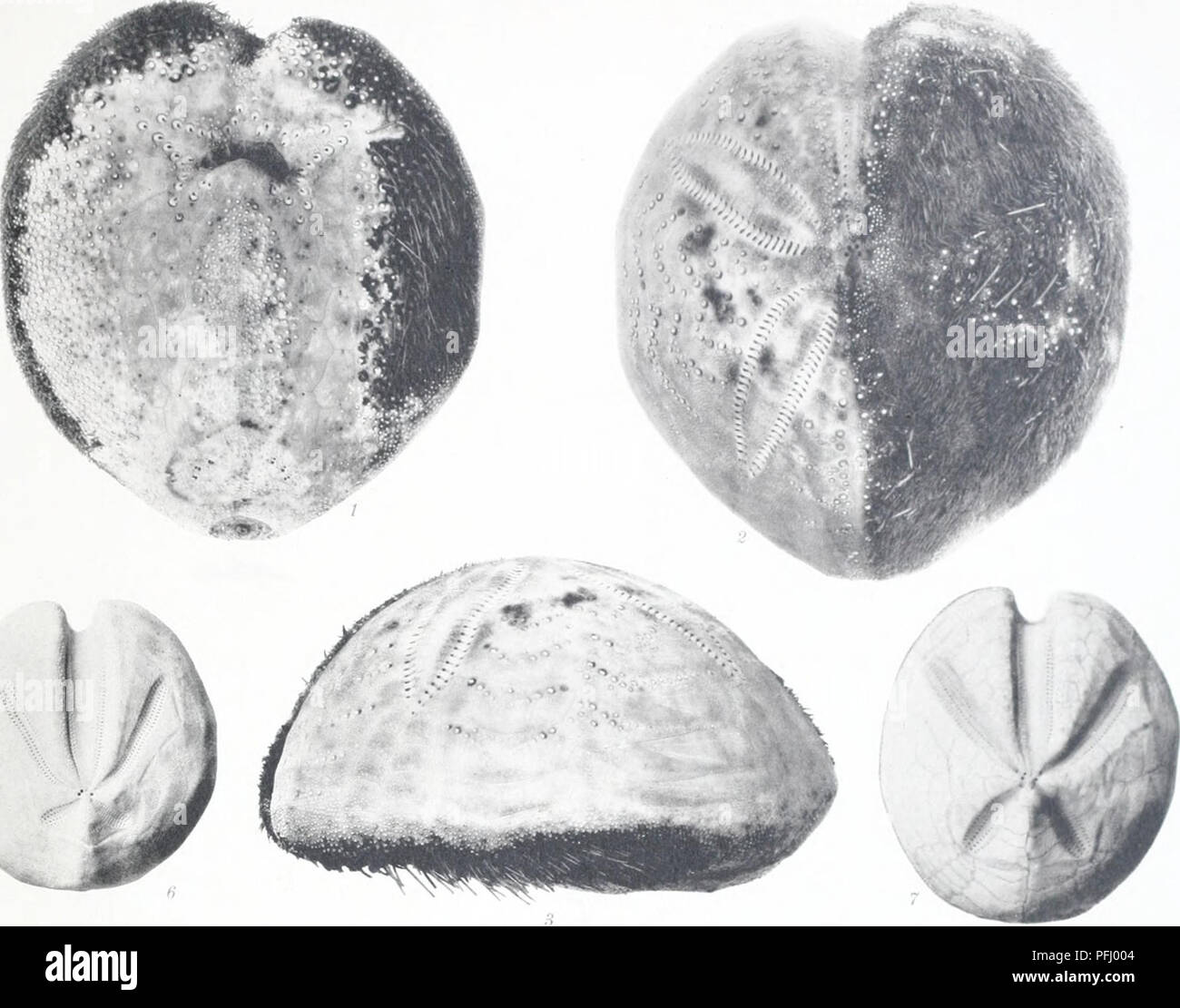 Echinoids hi-res stock photography and images - Alamy