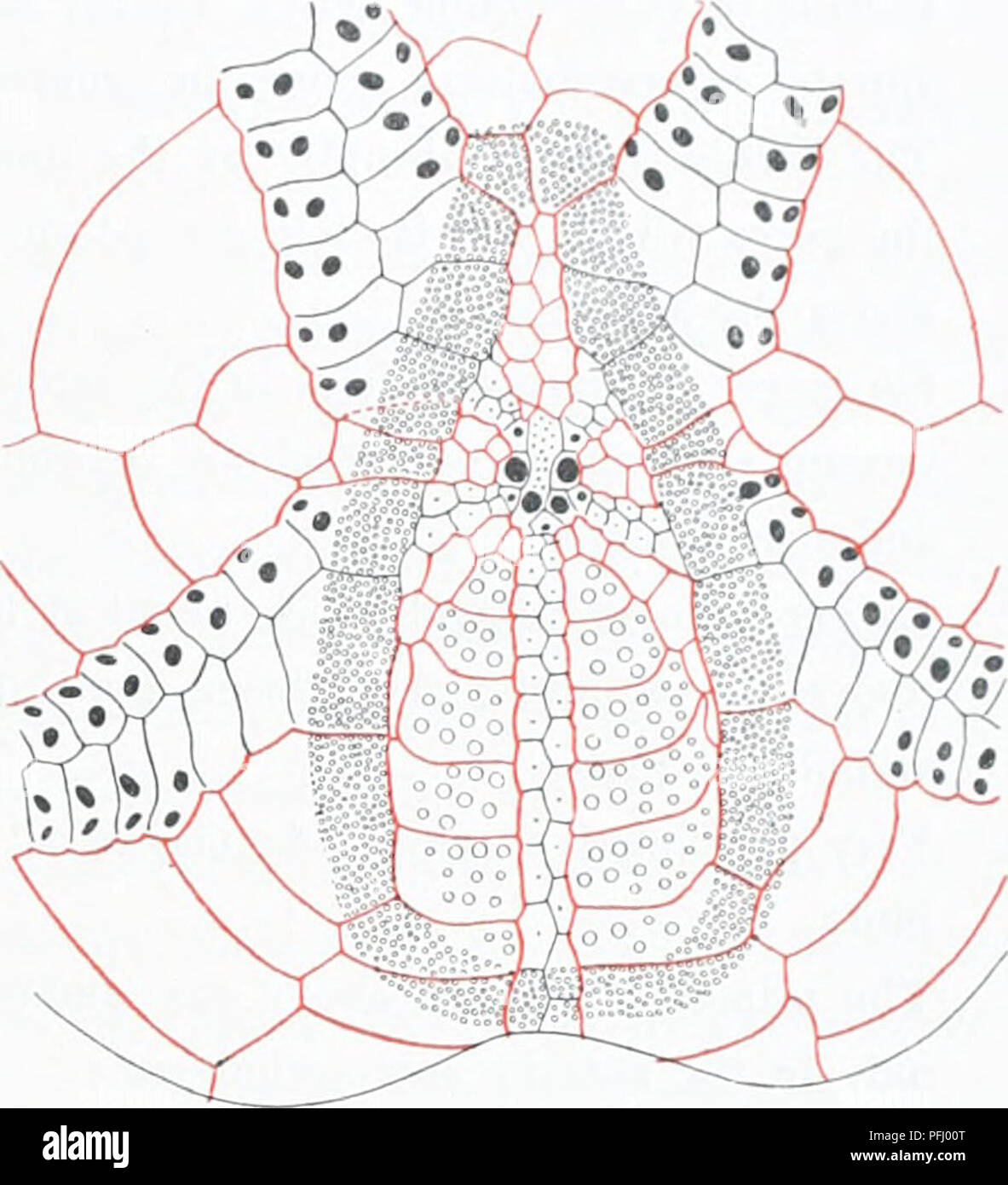 The image documents marine life collected during the Danish Ingolf ...