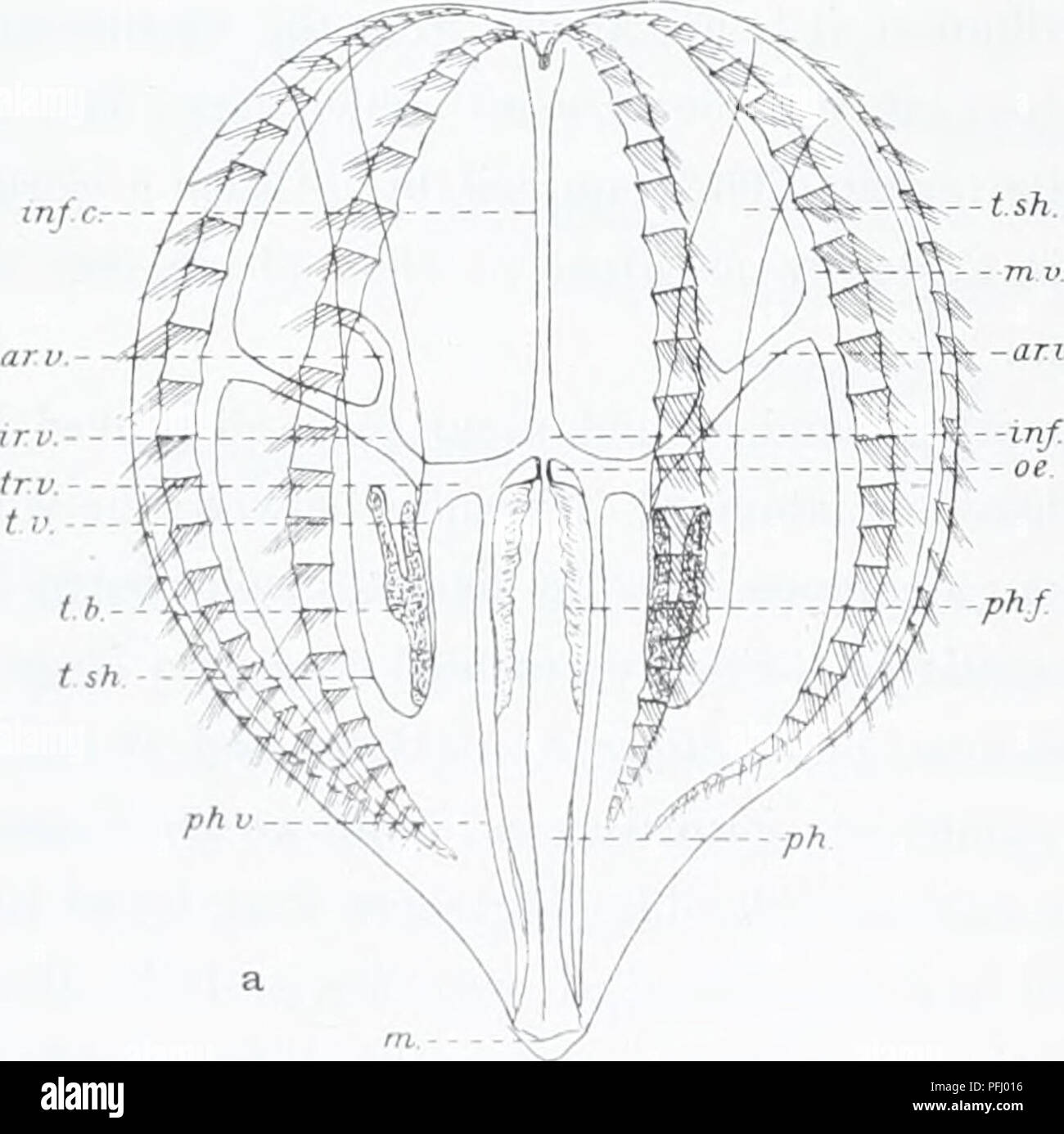 . The Danish Ingolf-expedition. Marine animals -- Arctic regions ...