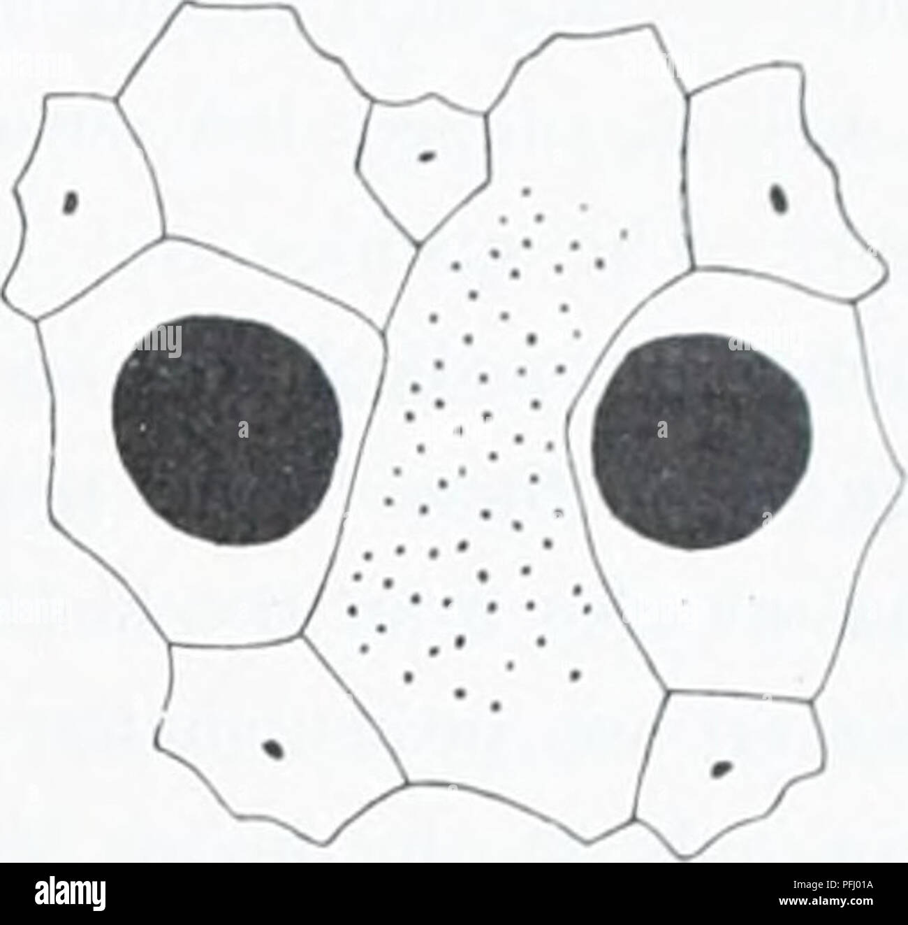 Echinoids hi-res stock photography and images - Alamy