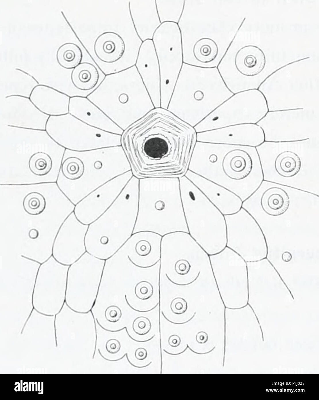 Periproct High Resolution Stock Photography and Images - Alamy