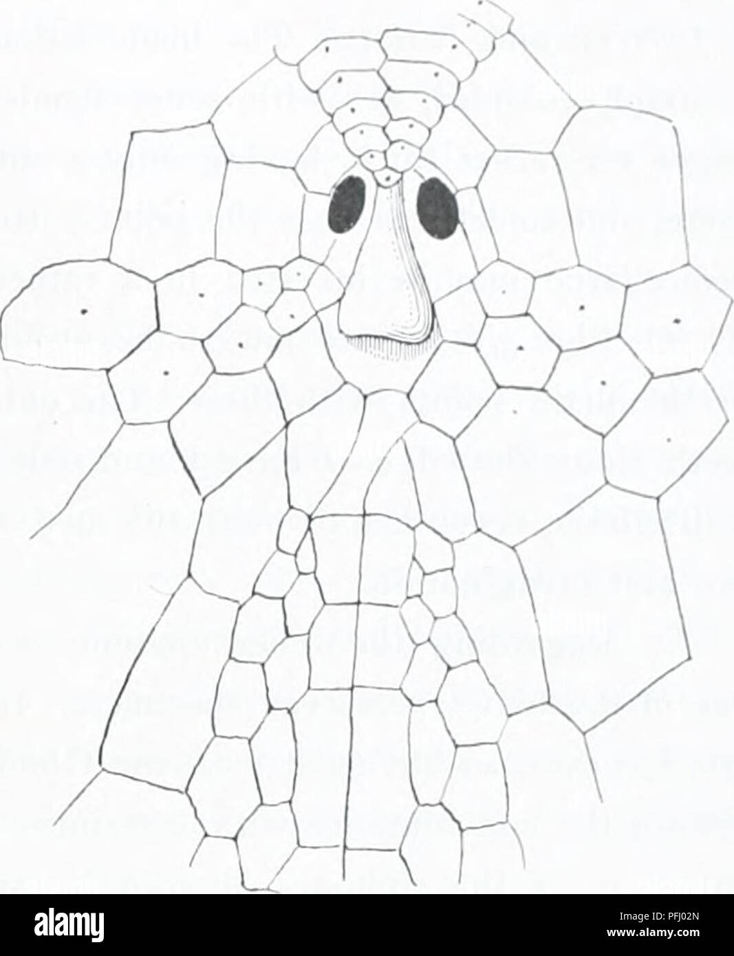 Poric hi-res stock photography and images - Alamy