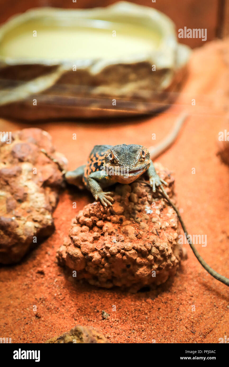 Australian lizard on rock hi-res stock photography and images - Alamy