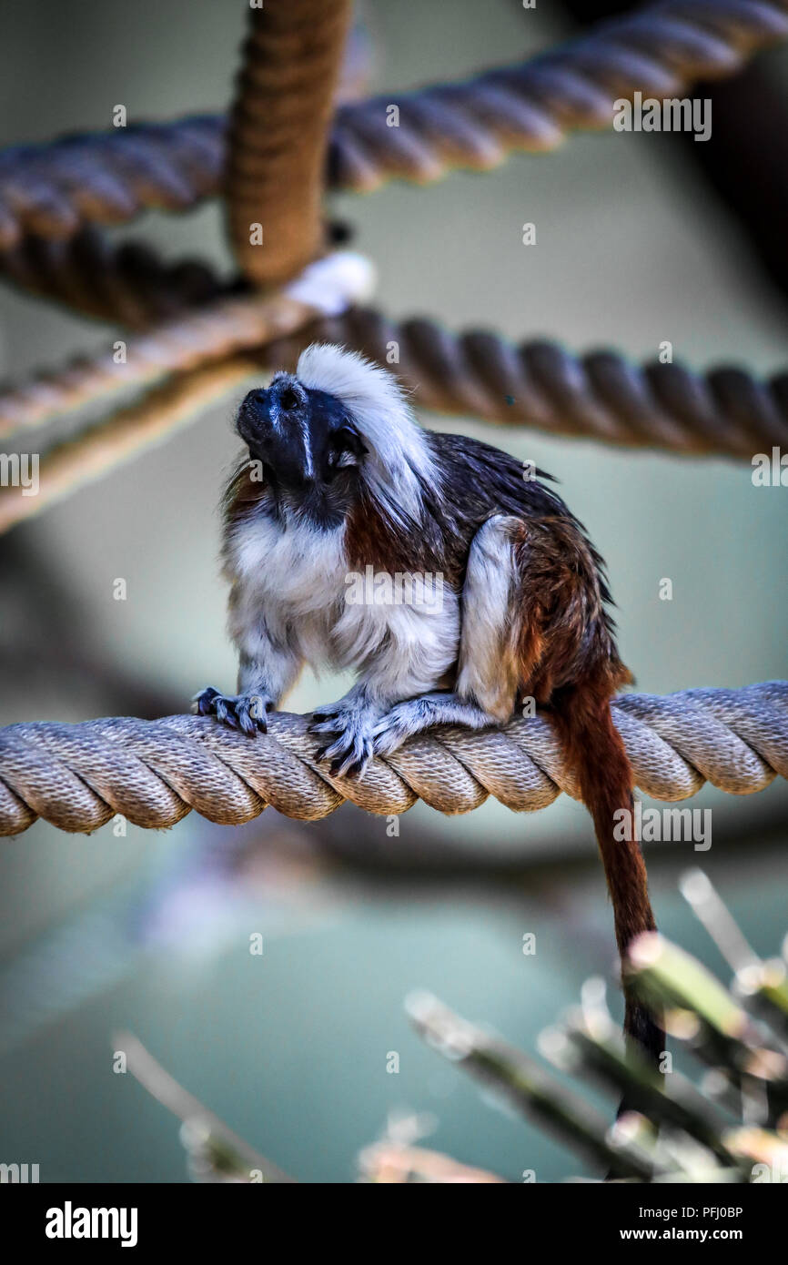 Cotton top tamarin monkey sitting on rope Stock Photo - Alamy