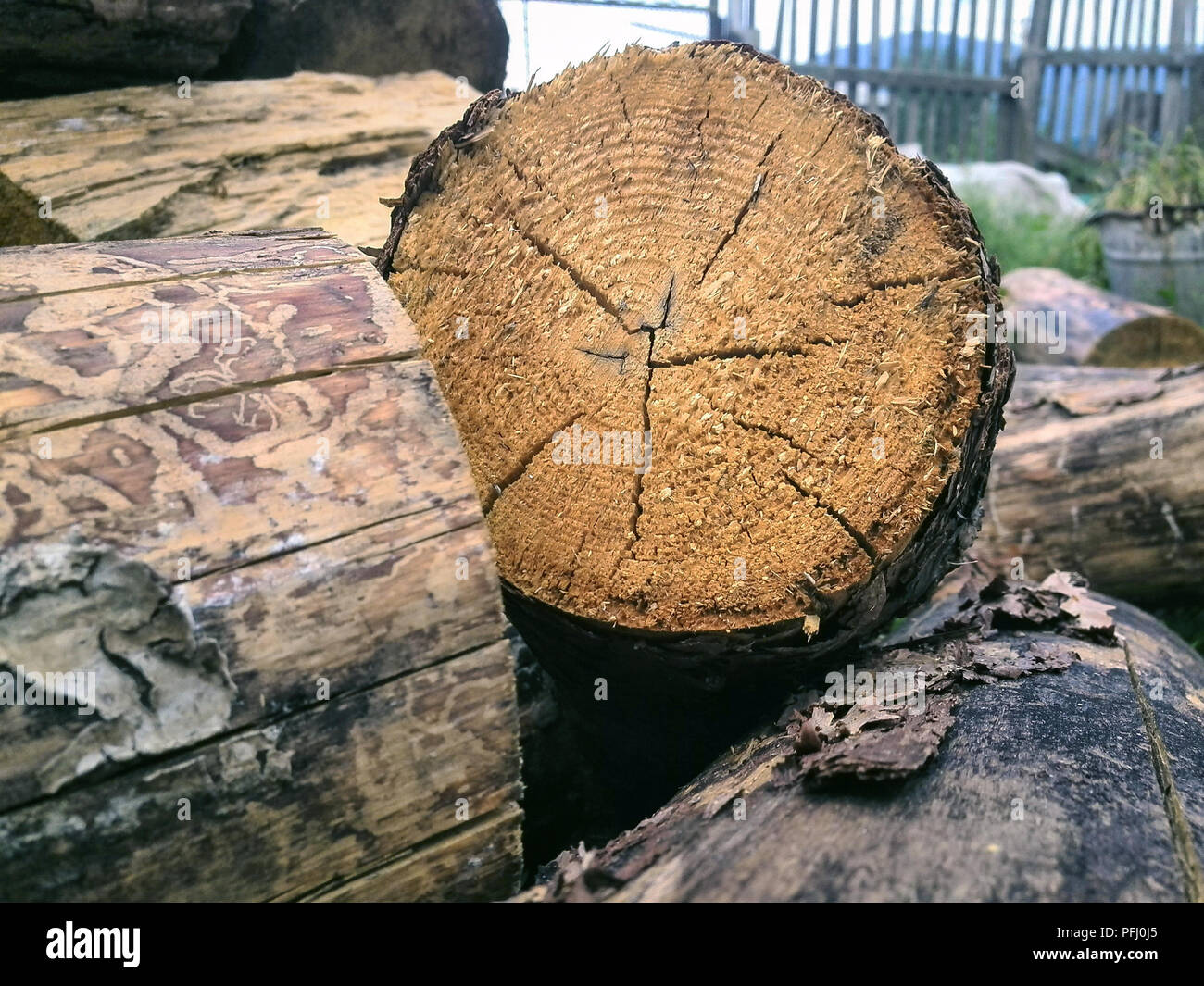 Pile of firewood logs, split cross cut section of a wooden log. Natural ...