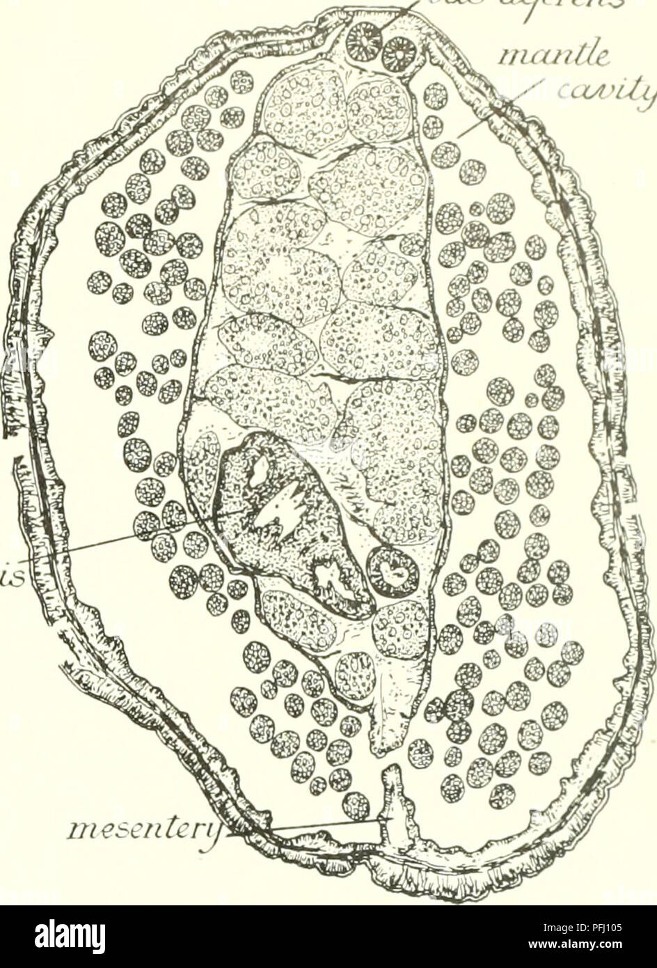 Testis testes hi-res stock photography and images - Alamy
