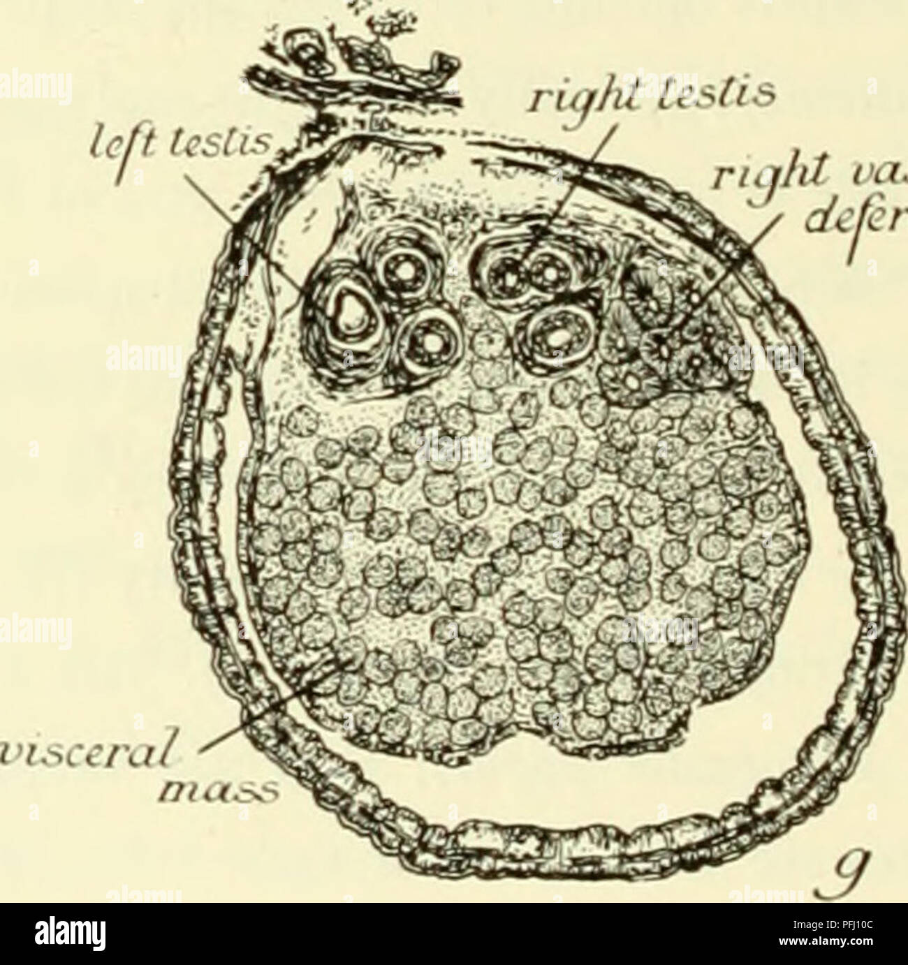 This scientific expedition to the Arctic regions studies marine life ...