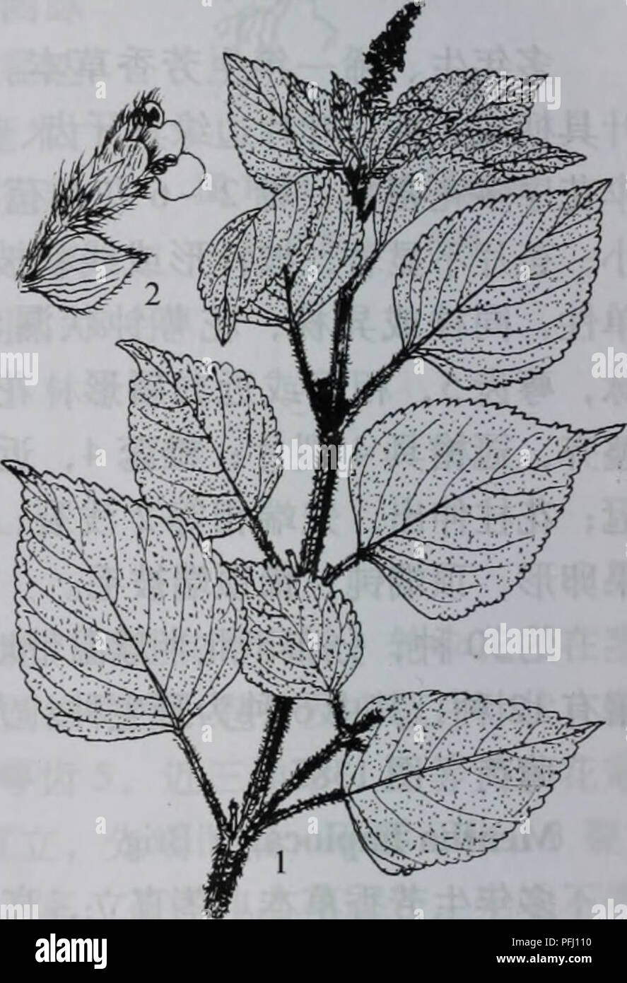 This botanical text focuses on plant species and their classification ...