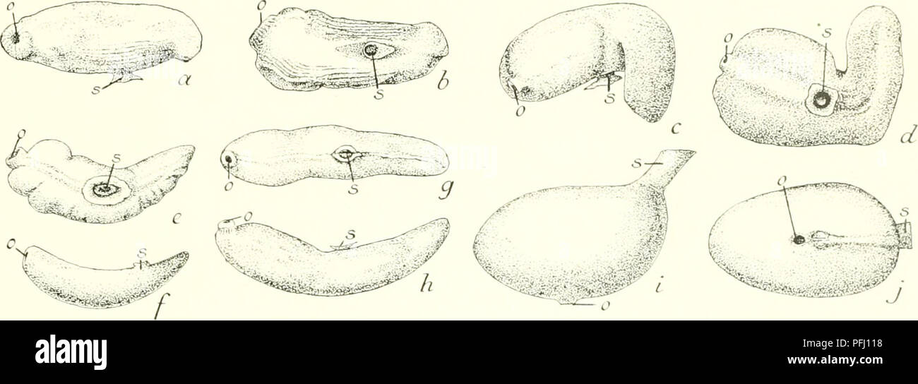 The *Ingolf* expedition explored marine animals in the Arctic ...