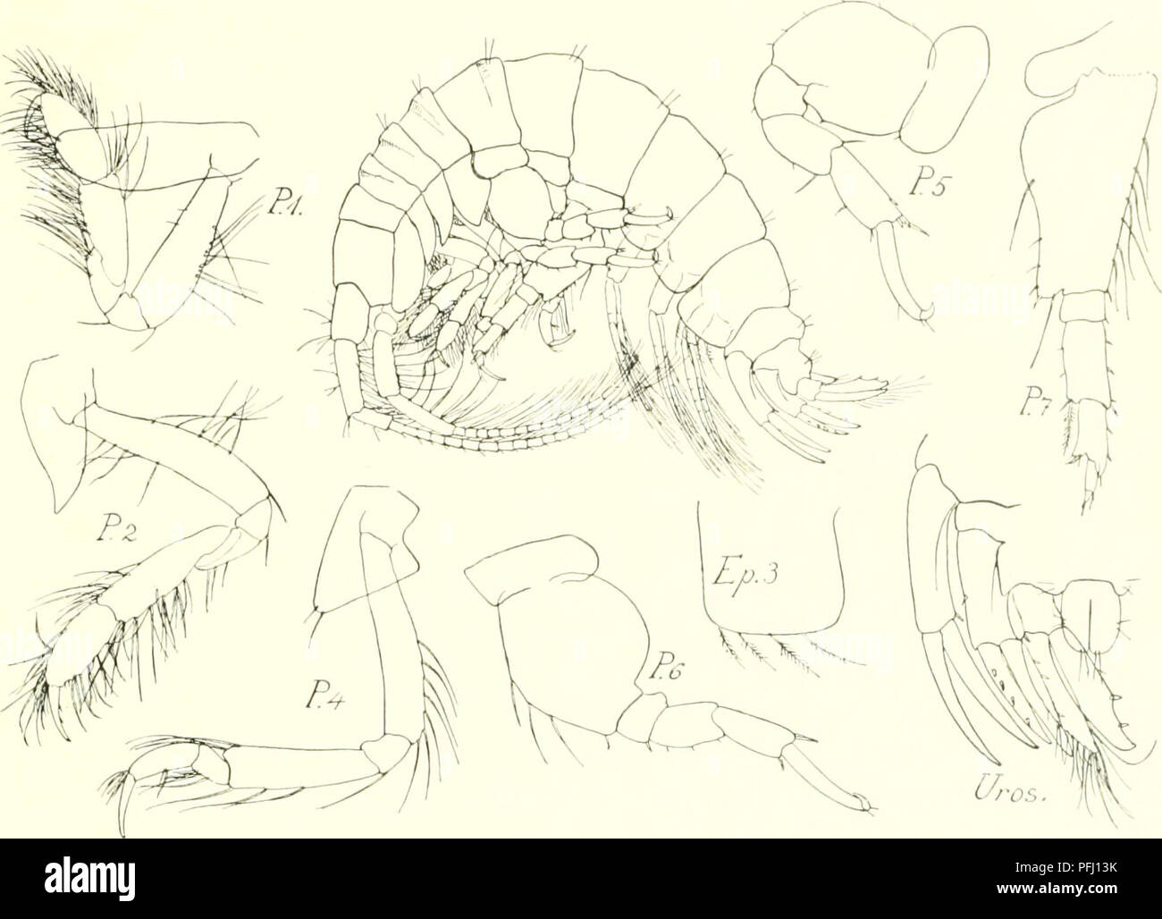A scientific report on marine crustaceans and other Arctic marine ...