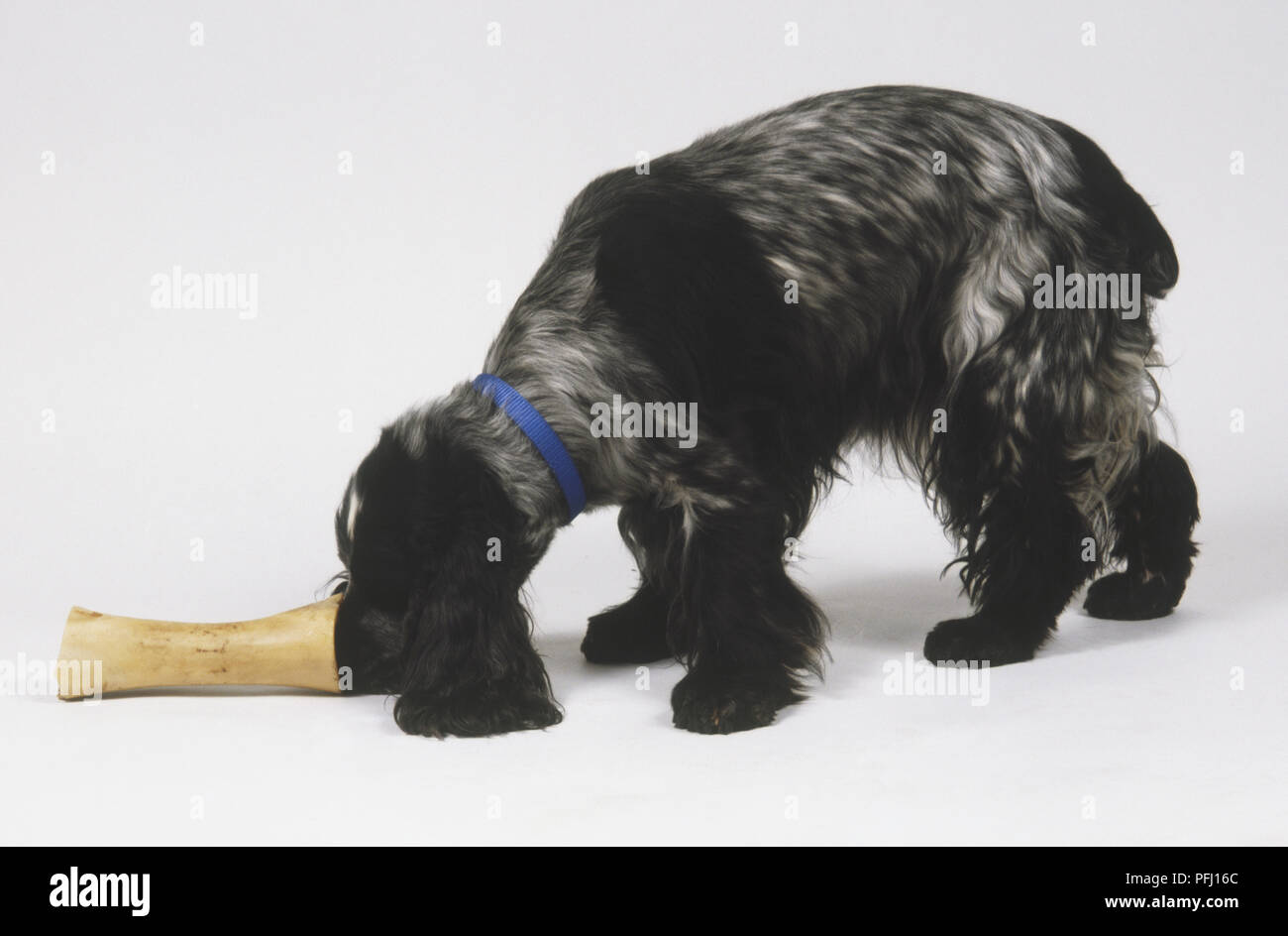 Black and white Cocker Spaniel (Canis familiaris) with its nose inside ...