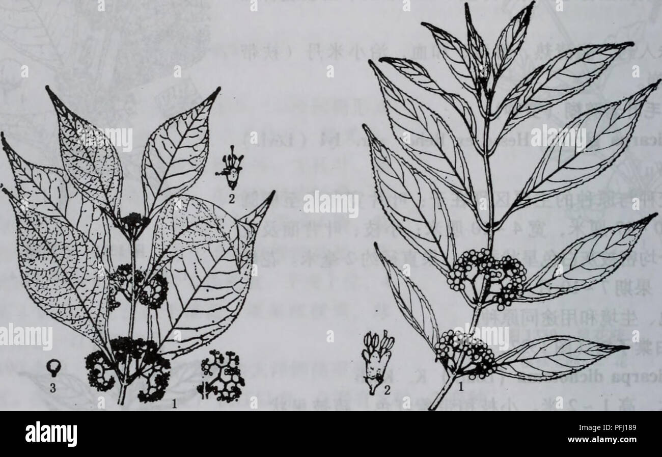 This botanical work discusses the flora of the Dabeishan area in China ...