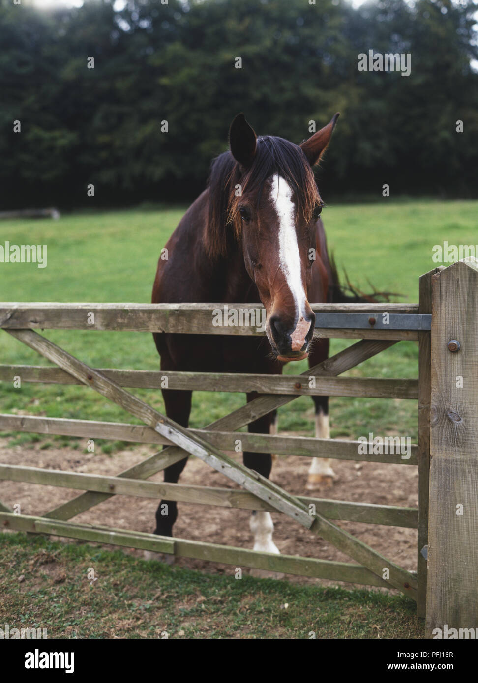 Brown Horse (Equus caballus) with white stripe on its head standing by ...