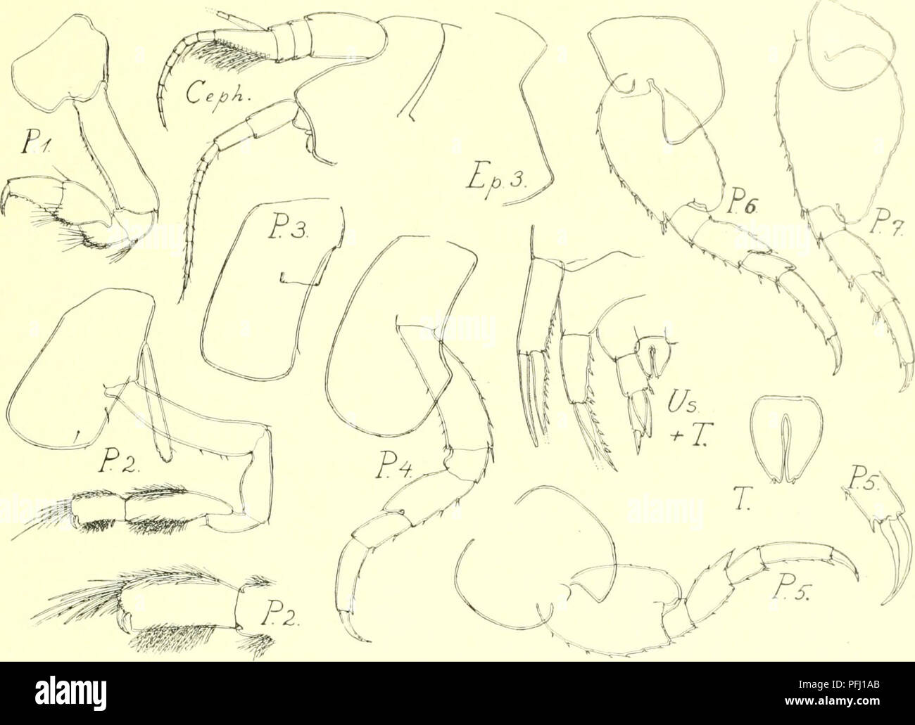 Aristias falcatus hi-res stock photography and images - Alamy