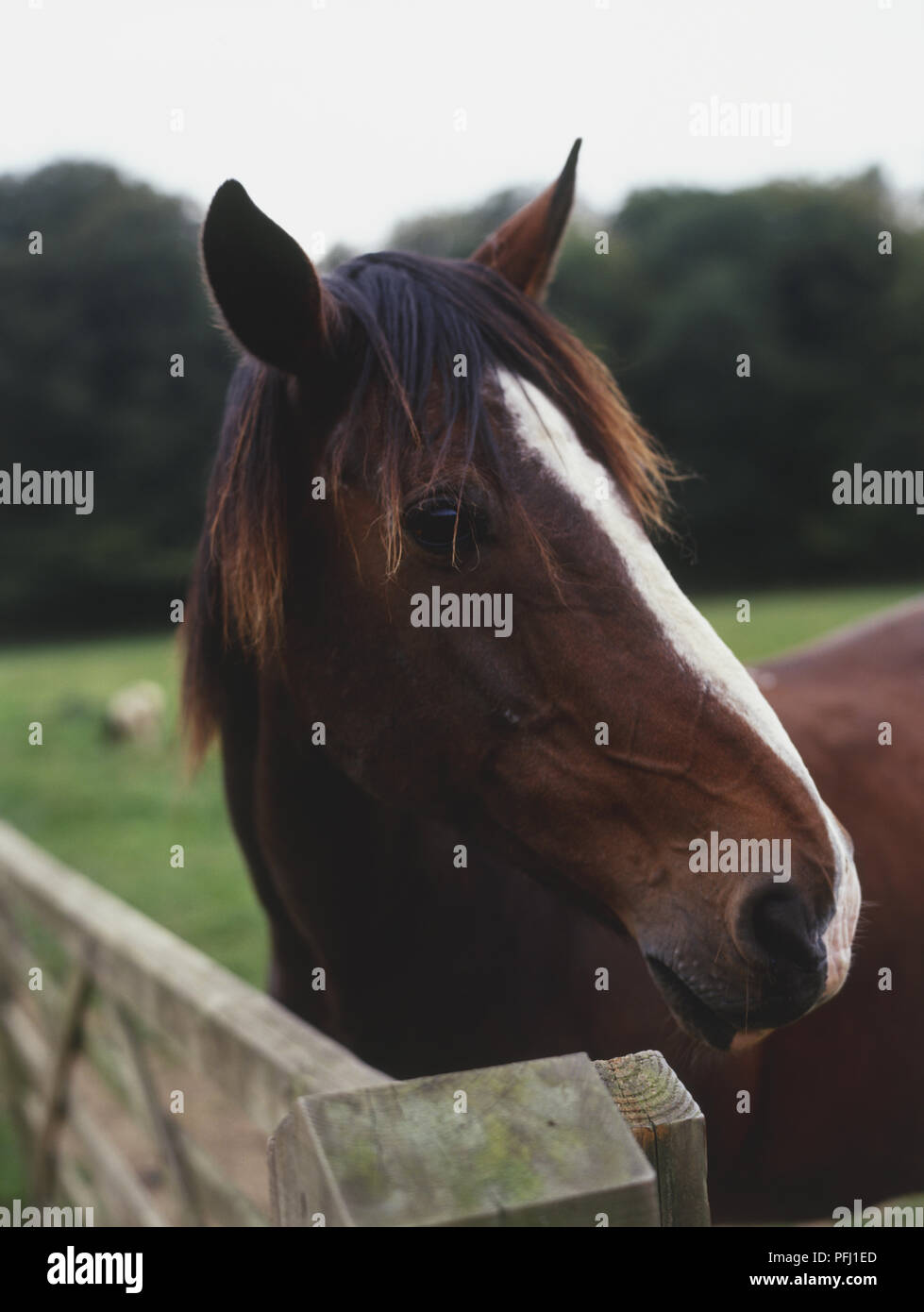 Head of Brown Horse (Equus caballus) with white stripe on its nose ...