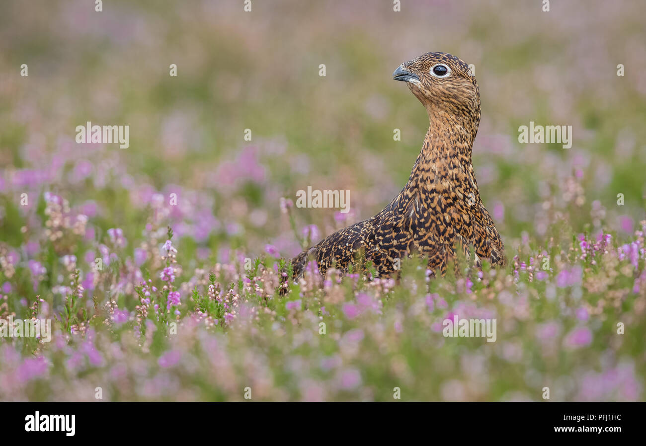 Red grouse, head and shoulders of a red grouse in natural habitat of ...
