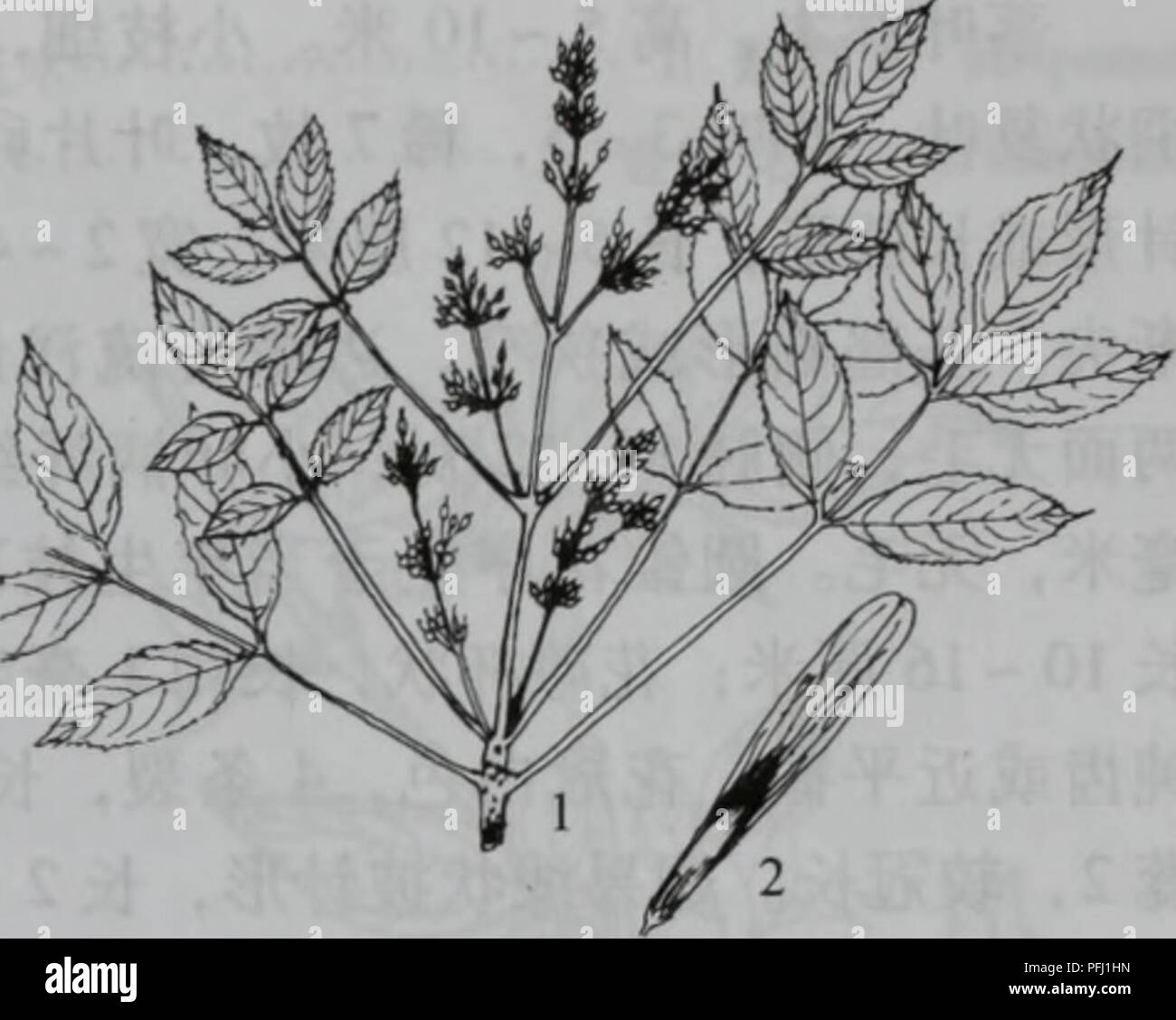 Botanical work documenting various species from the Oleaceae and ...