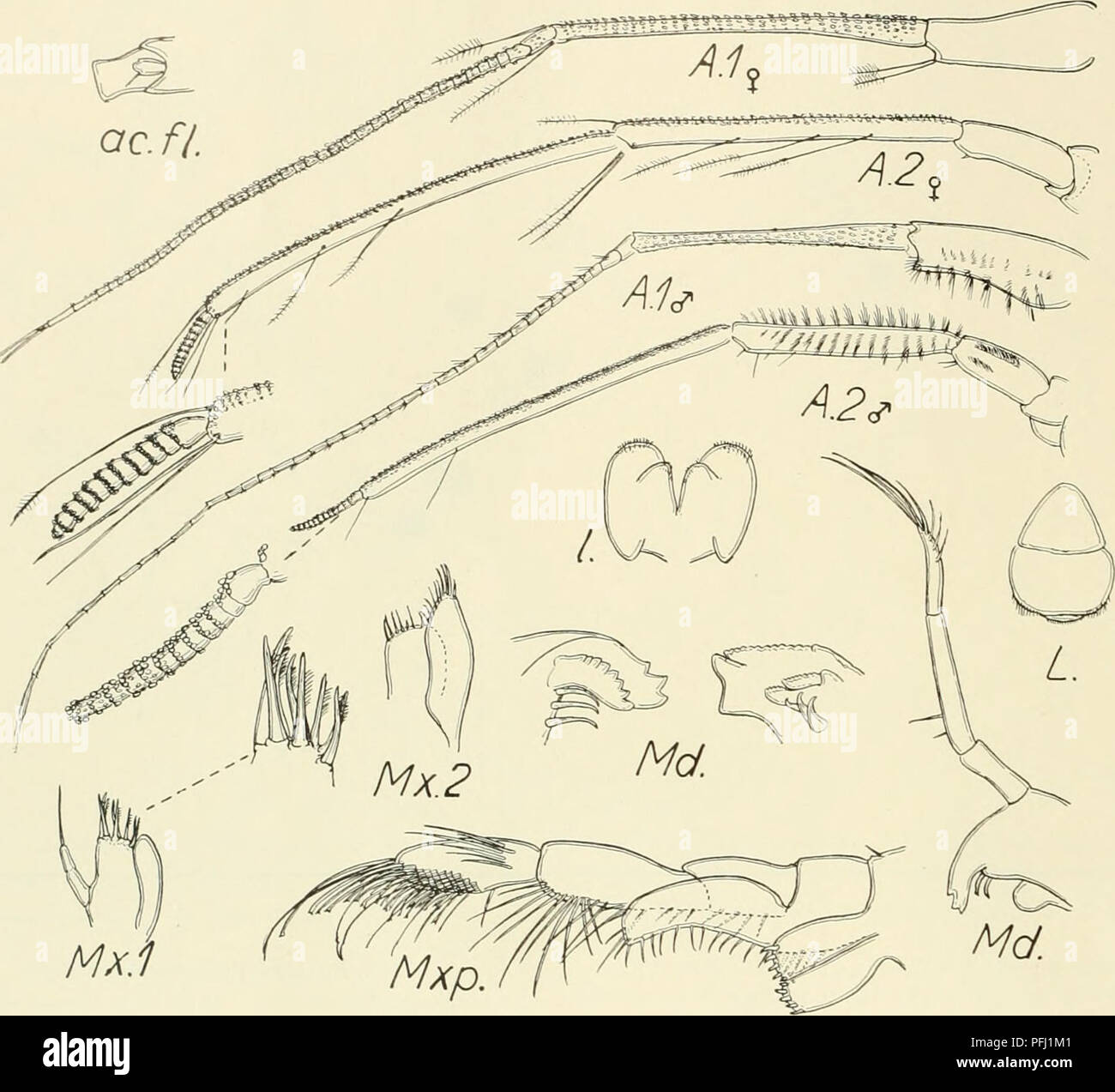 The image highlights the marine life documented during the Danish ...
