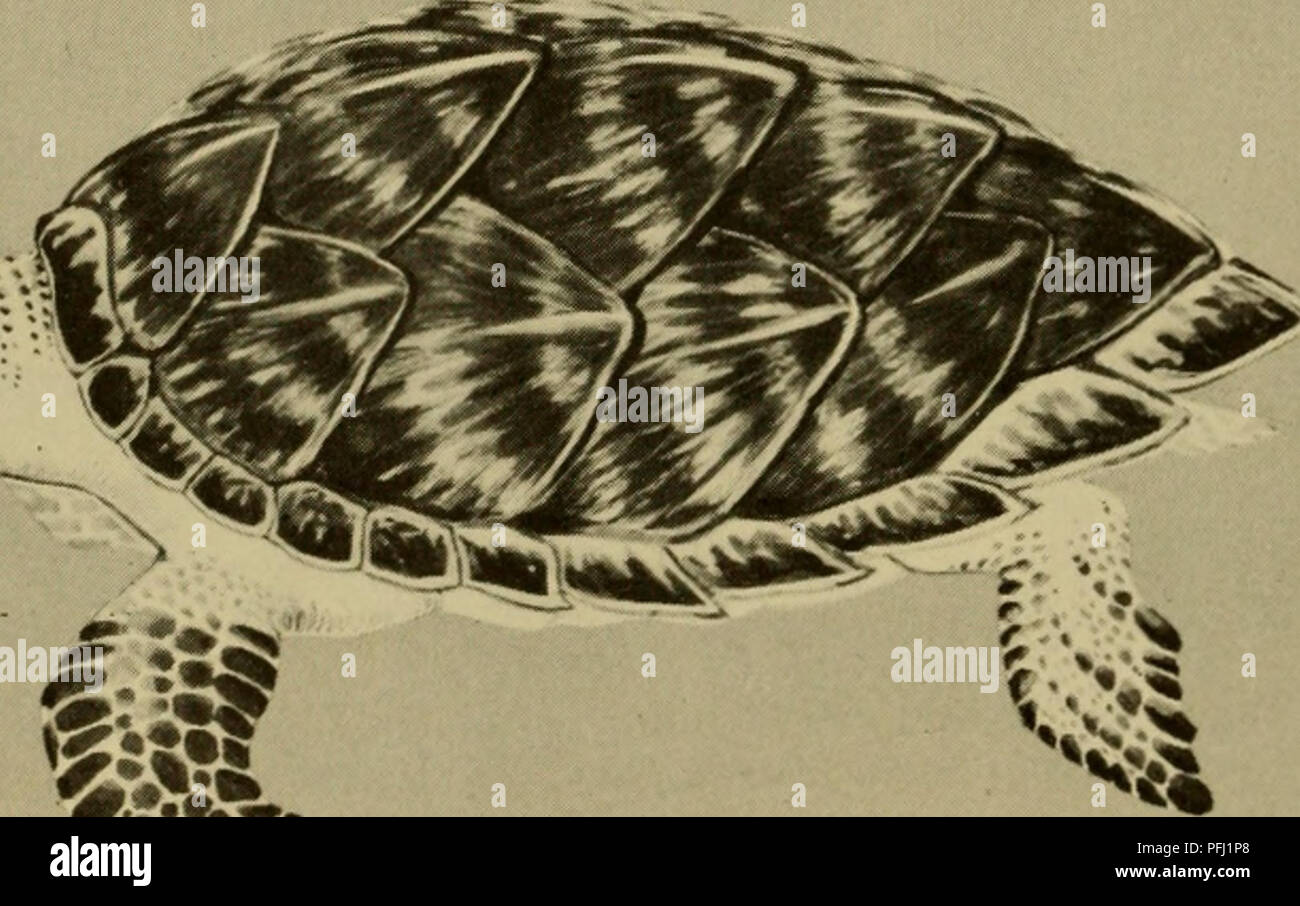 This image depicts a variety of dangerous marine species, showcasing ...