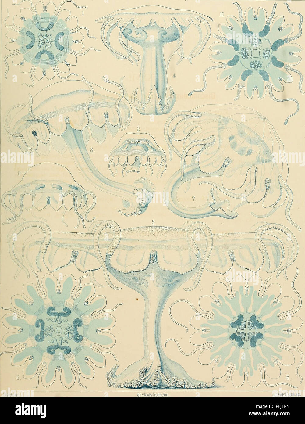 This publication from the Medical-Natural Science Society of Jena ...